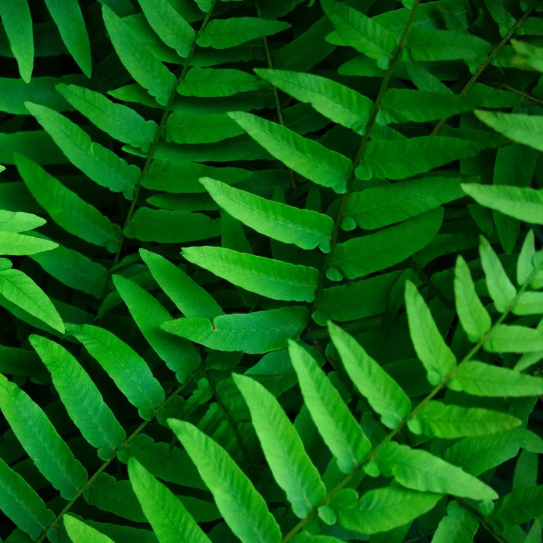 Carbon & ESG Analyst Pilot | Localized Organization